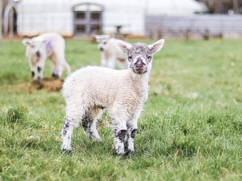 Jolly Nice Farmshop, Cafe, Drive Through | Open 8am - 8pm Everyday