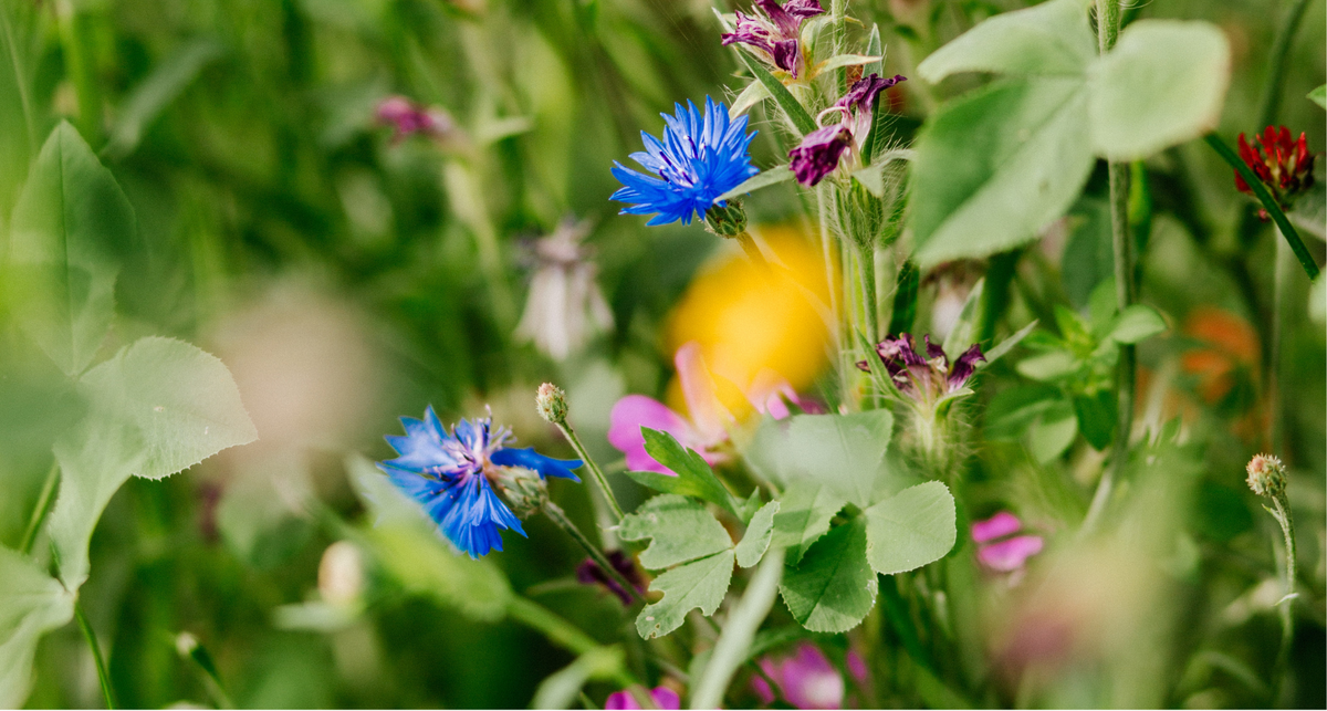 Jolly Nice Farmshop, Cafe, Drive Through | Open 8am - 8pm Everyday