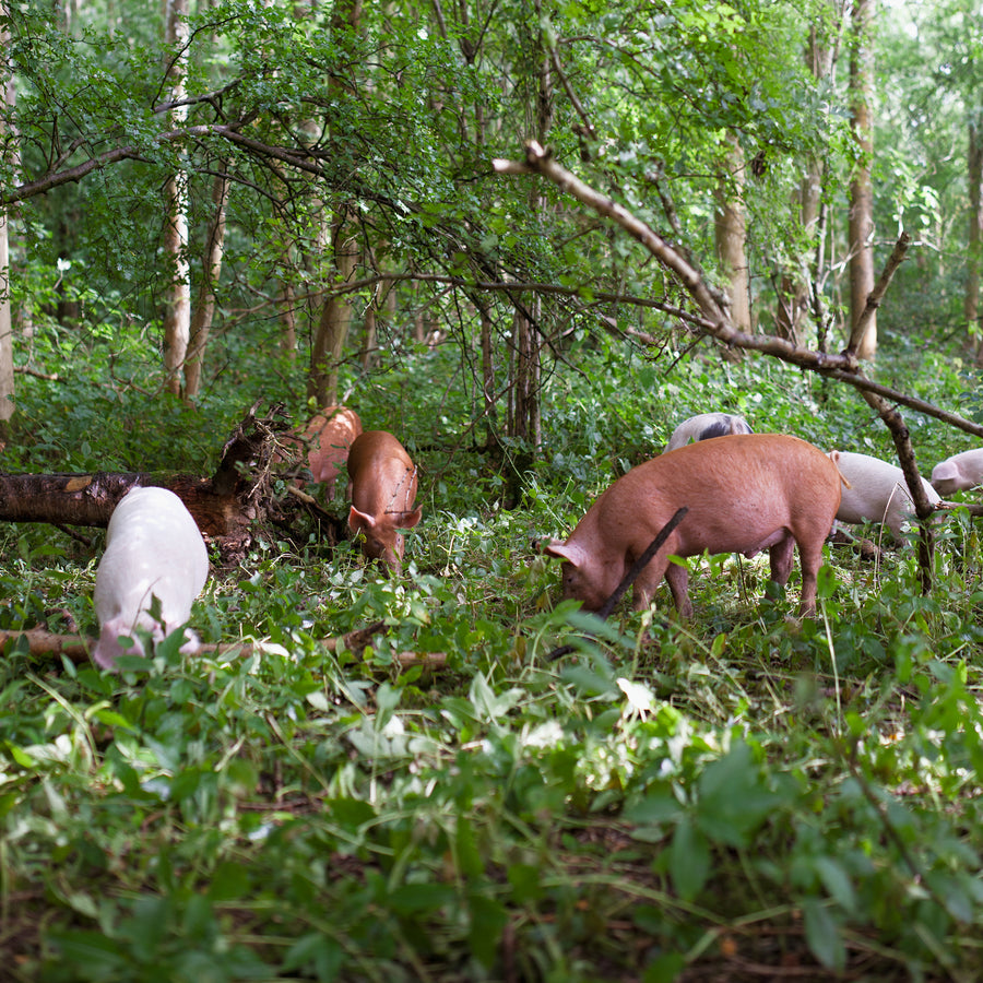 Careers – Jolly Nice